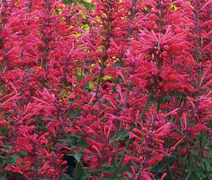VibeX ® VLR-243 Agastache Heather Queen Red Hummingbird Mint Seed Price ...