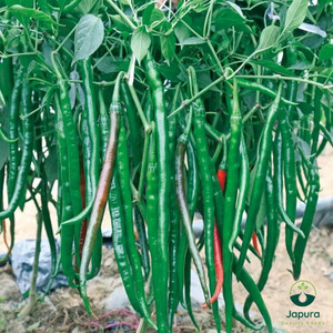 Japura CHILLI (MIRCHI) Seed Price in India - Buy Japura CHILLI (MIRCHI ...