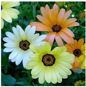 CYBEXIS Dimorphotheca sinuata 'Mixed' / Namaqualand Daisy/Seeds Seed ...