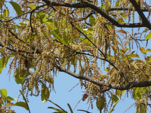 EasySeeds Baheda,Baheda Beej,Indian Baheda,Vibhitaki Seed Price in ...