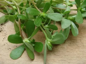 MAA Purslane, Kulfa Seed Price in India - Buy MAA Purslane, Kulfa Seed ...