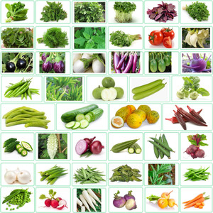 Greenery Hub 45 Variety of Organic Vegetable Seeds Combo Pack Seed ...