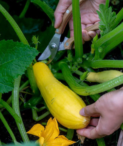 VibeX ® VMR-358 Saffron Summer Squash Seed Price in India - Buy VibeX ...