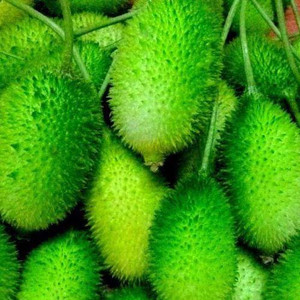 seedito kantola seeds hybrid,kakoda kantola seeds hybrid Seed Price in ...