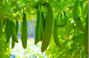 NENUA NENUA, SPONGE GOURD, DHODUL Seed Price in India - Buy NENUA NENUA ...