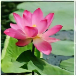 VibeX LXI-56 - Dwarf Mini Water Bowl Aquarium Lotus - (30 Seeds) Seed ...