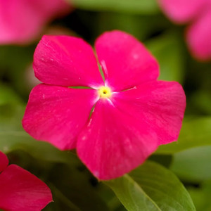 CORUS Mediterranean Deep Rose' Vinca Flower Seed Price in India - Buy ...