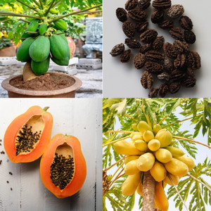 DEYS AGRO ™ f1 hybrid papaya seeds, taiwan red lady 786 papaya seeds ...