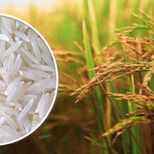 SREE Basmati Paddy, Rice Seed for Farming & Agriculture, 1Kg Per Packet ...