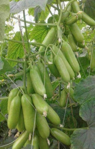 HYBRID KGP cucumber seeds, khera seeds highest yield Verity early ...