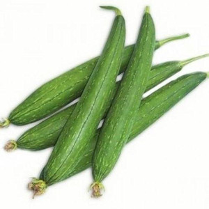 KNESSiN F1 Hybrid SPONGE GOURD (Gilkhi), ALOK Seed Price in India - Buy ...