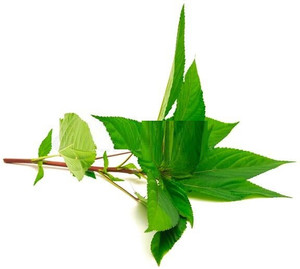 WILLVINE NBIR-10 Egyptian Basil Seeds Seed Price in India - Buy ...