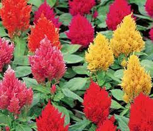 KANAYA Celosia Plumosa Mixed Flower Seeds For Home Gardening Seed Price ...