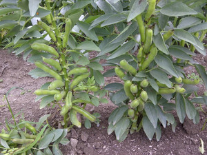 Avysa Organic Bakla,Broad Bean Seed Price in India - Buy Avysa Organic ...