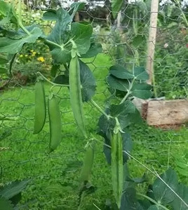 MAA Pea, Green Peas, Matar Seed Price in India - Buy MAA Pea, Green ...