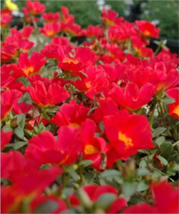 Aro Portulaca Seed Price in India - Buy Aro Portulaca Seed online at ...