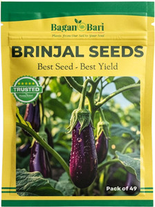 BAGAN BARI High Yield Brinjal (Baingan) Vegetable Seed Price in India ...