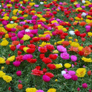 ACCELCROP Portulaca Mix Flower Seed Price in India - Buy ACCELCROP ...