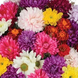 MAA Chrysanthemum Seed Price in India - Buy MAA Chrysanthemum Seed ...
