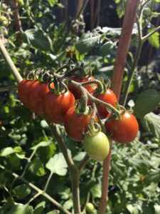 Hybrid tuar seed tomato Seed Price in India - Buy Hybrid tuar seed ...