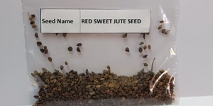 RarePlantSeed Red Sweet Jute, Pat Saag or Nali Pata - Bengal Village ...