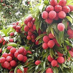 PLANTZON litchi,lichi,lichyee Seed Price in India - Buy PLANTZON litchi ...