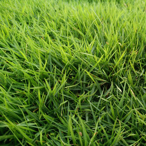 SREE Mexican Lawn Grass, Grass Seed for Gardening, Lawn Grass Seed ...
