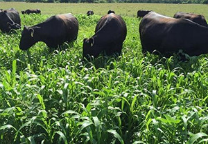DMS Global Seeds Sorghum Sweet Sudan Fodder Grass Jowar Seed Price in ...