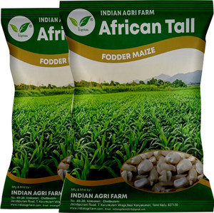 IAgriFarm African Tall Fodder Maize / Makka (Zea Mays) - 2 Kg - for ...