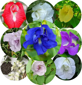 Greenfall Aparajita Flower Seeds, Mixed Colors, ButterflyPea (26 Per ...