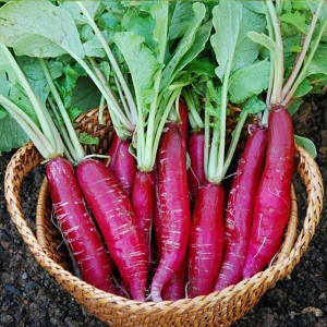 LIFELEX Red Long Radish Vegetable Seed Price in India - Buy LIFELEX Red ...
