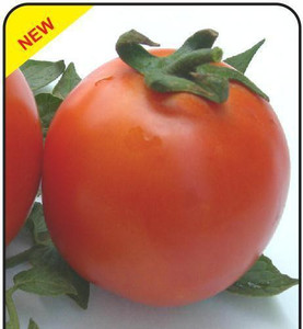 CYBEXIS Pusa Rohini Tomato-250 Seeds Seed Price in India - Buy CYBEXIS ...