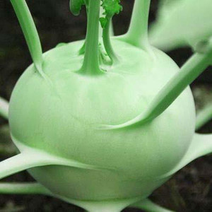 KANAYA Knol Khol Vegetable Fresh Hybrid Seed Price in India - Buy ...