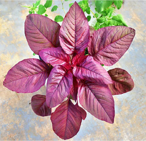 Aywal Amaranthus Leaf Red/Cholai Red Saag Seed Price in India - Buy ...