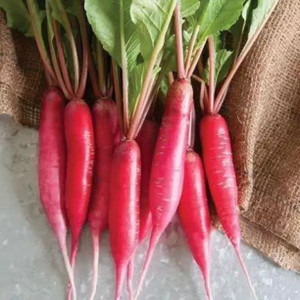MAA Radish Red, Muli Seed Price in India - Buy MAA Radish Red, Muli ...
