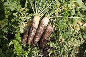 Aro Radish Red, Muli Seed Price in India - Buy Aro Radish Red, Muli ...