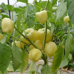 Aro White Capsicum, Capsicum, Bell Pepper Seed Price in India - Buy Aro ...