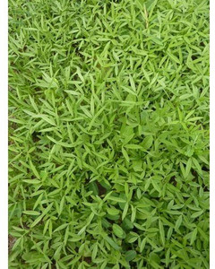syed garden SYED GARDEN STYLO HAMATA GRASS SEED (SOIL EROSION SEED ...