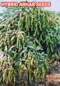 HYBRID 1kg hybrid arhar dal/Red gram/toor seeds highest yield variety ...