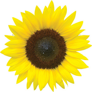VibeX ® RXI-224 Jua Maya Hybrid Sunflower Seeds Seed Price in India ...