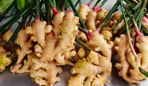 BDSresolve Galangal thai ginger plant Pack of 12 Seed Price in India ...