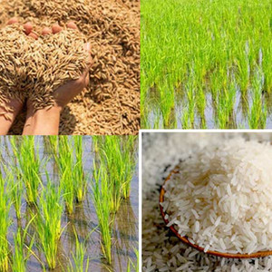 naturehils Miniket Rice Paddy, Rice Paddy for Farming, Organic Rice ...