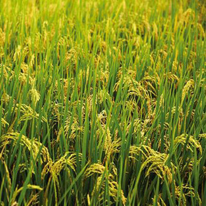 PMA Basmati Paddy, Rice Seed for Farming & Agriculture, 1Kg Per Packet ...