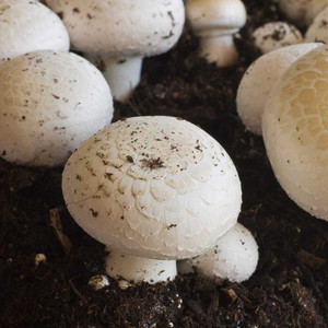 rrr Button mushroom seed,organic,Healthy,Vegetable Seed Price in India ...