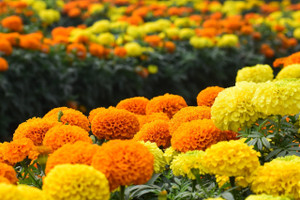 DEYS AGRO ™ genda phool seeds, african marigold flower seeds hybrid mix ...