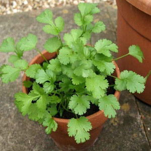 KANAYA Coriander (Dhania) Hybrid Vegetable Seed Price in India - Buy ...