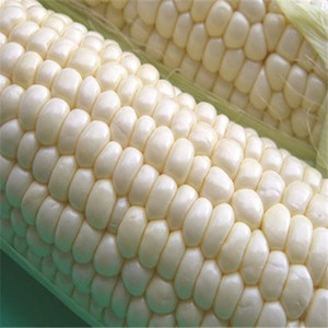 CYBEXIS High Yield White Corn Seeds-250 Seeds Seed Price in India - Buy ...