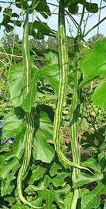 VibeX High Yield Long Snake Gourd Seeds[250 Gms, 1250 Seeds] Seed Price ...