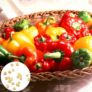 TRICONE Capsicum Seed Price in India - Buy TRICONE Capsicum Seed online ...
