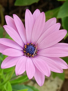 FEVESTA Organic Dimorphotheca Flower Plant Seed Price in India - Buy ...
